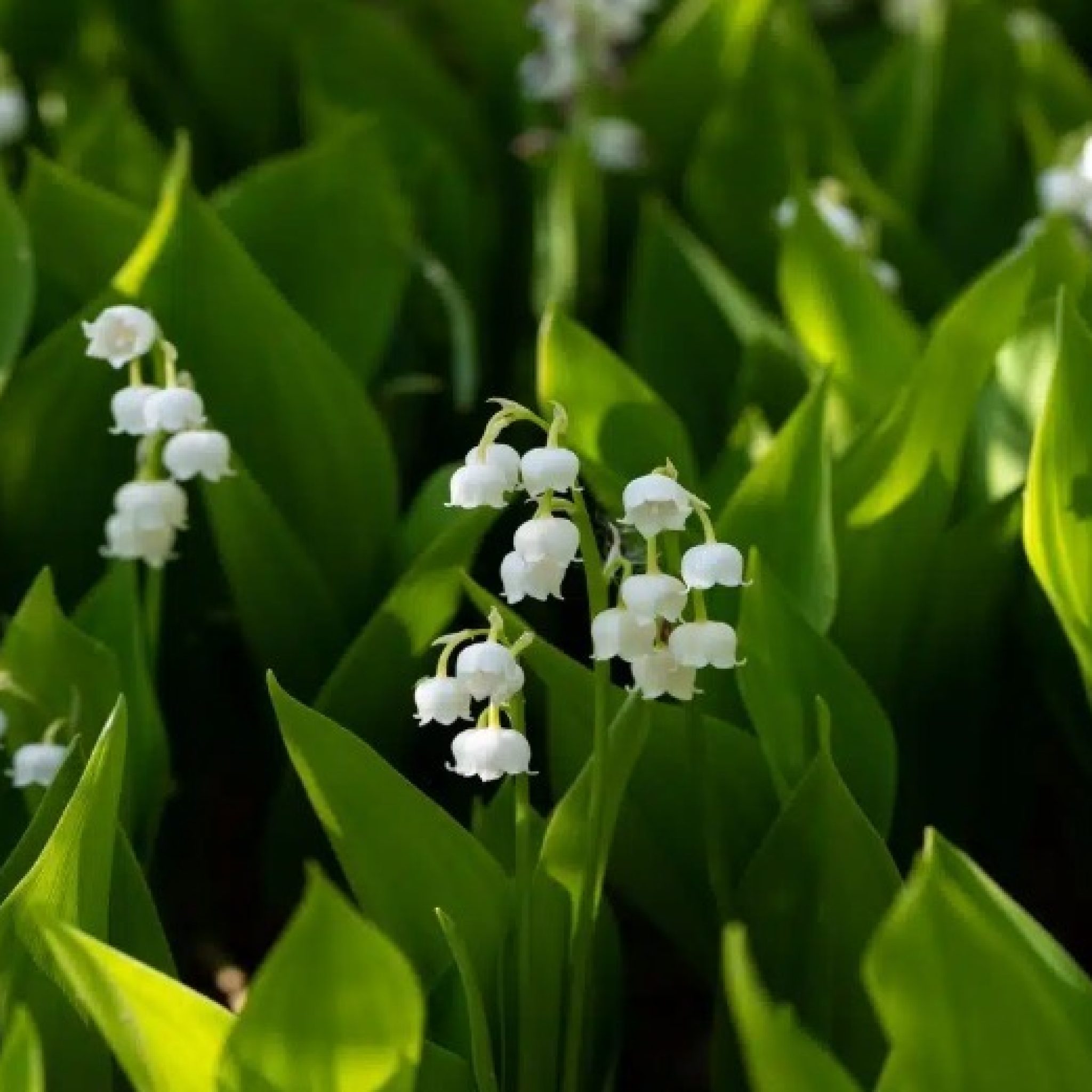 Lírio do Vale (Convallaria majalis): uma adição de beleza e simbolismos ...