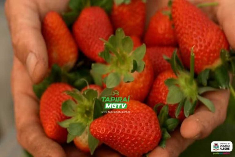 Cidade no interior de Minas tem a maior produção de morangos do Brasil ...
